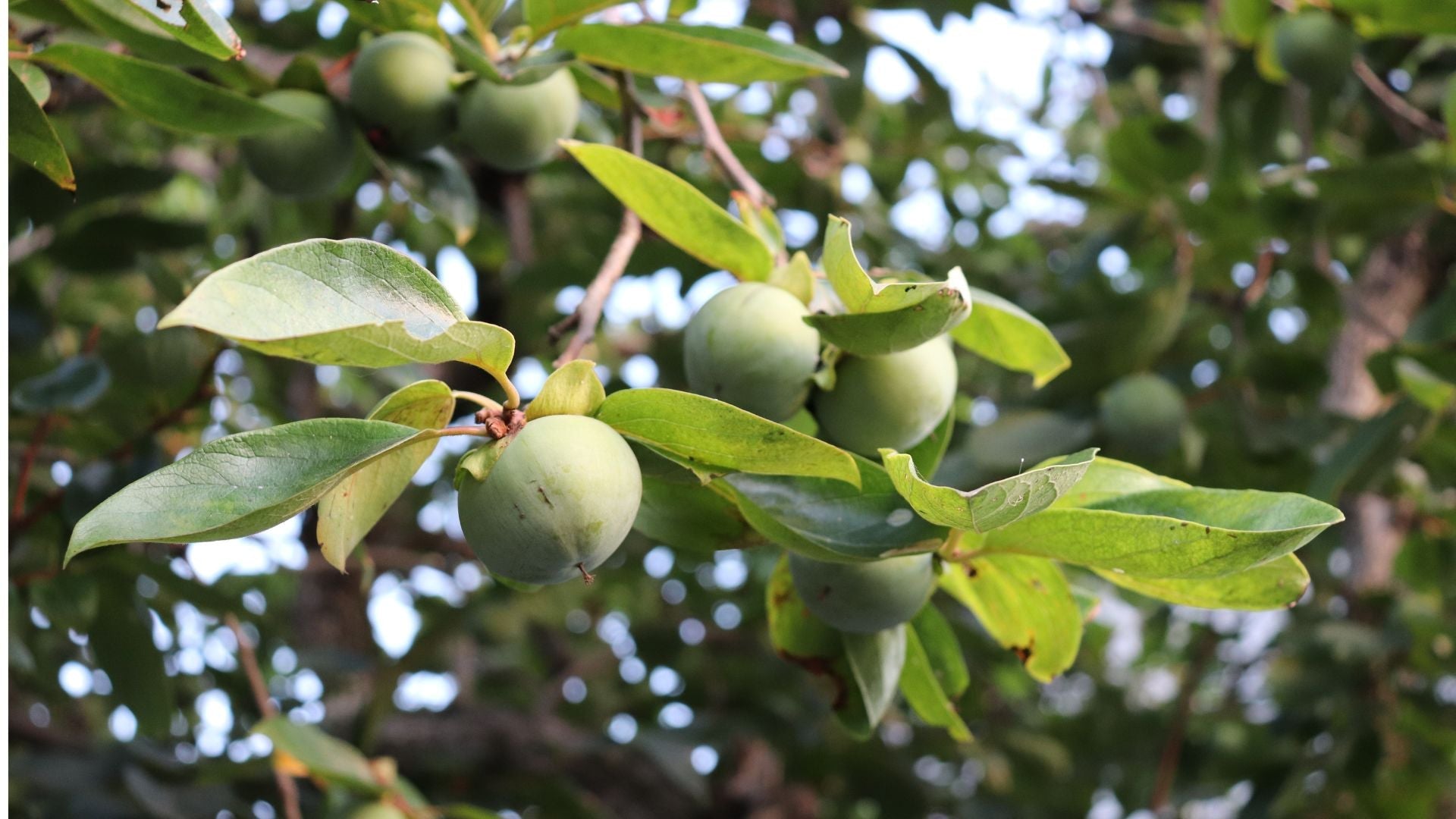 ShareOriginal® fermentirana japonska sliva – Roberteka d.o.o.